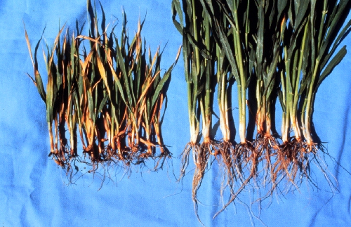 Pythium - JungleKey.fr Image